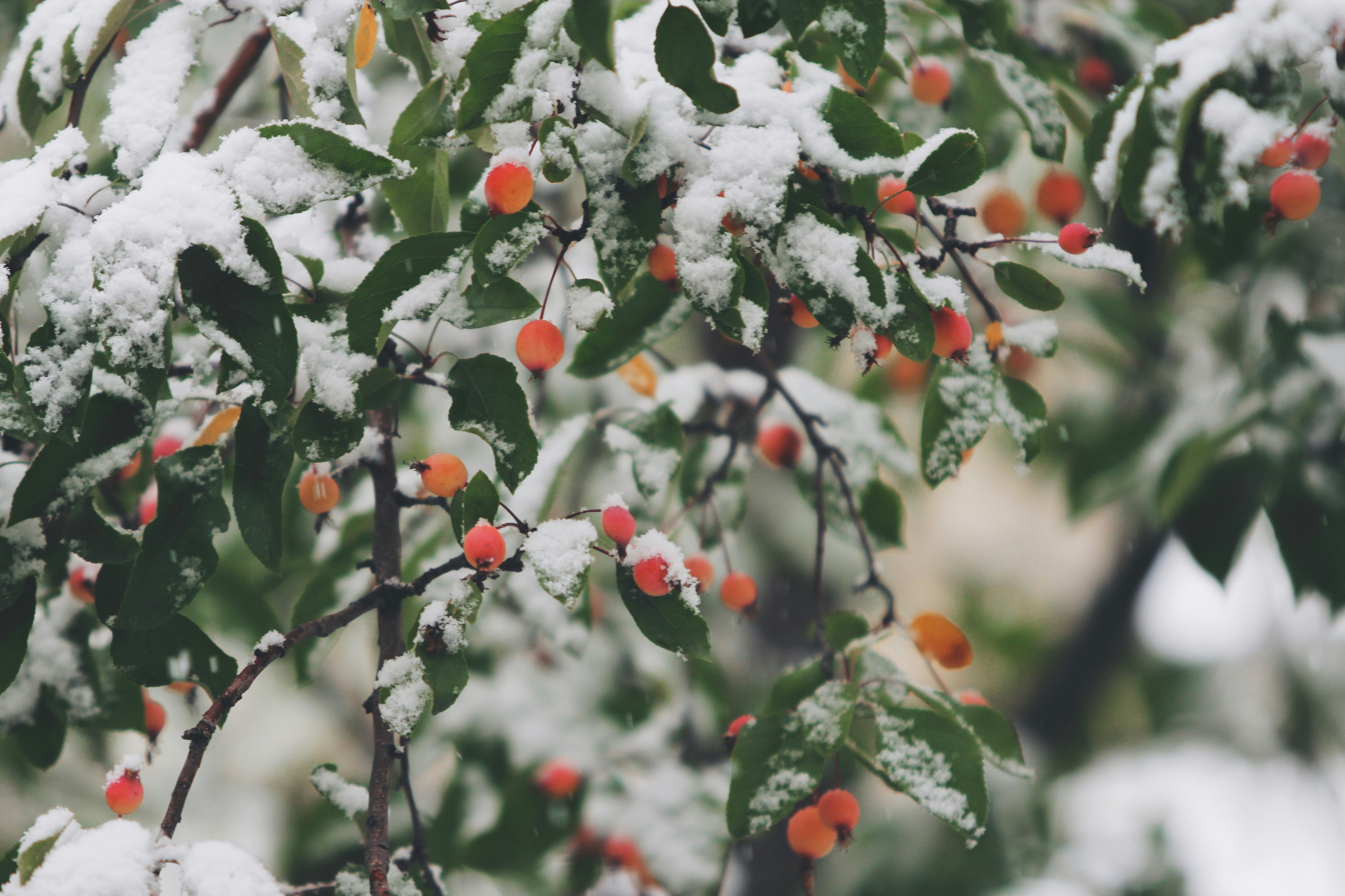 The Problem with Warming Winters | The Climate Reality Project