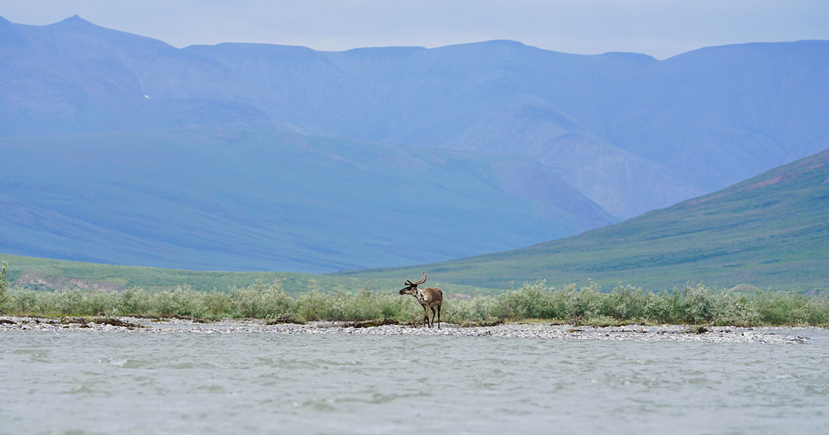 Anwr Wildlife