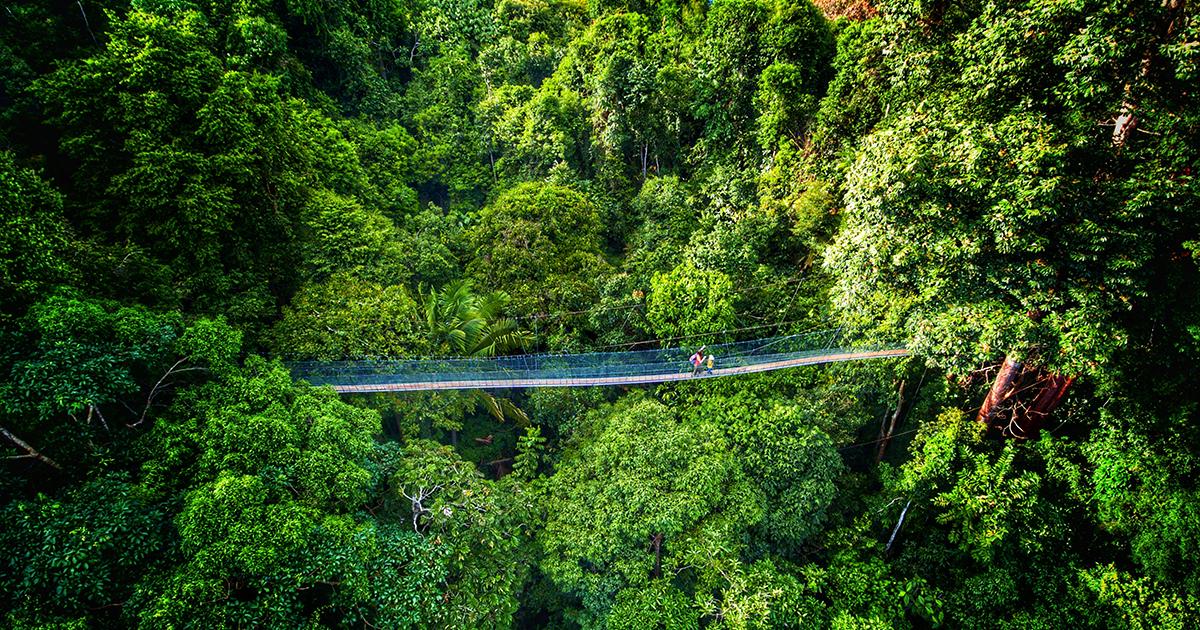 Why Protecting the Amazon is Critical to Solving the Climate Crisis ...