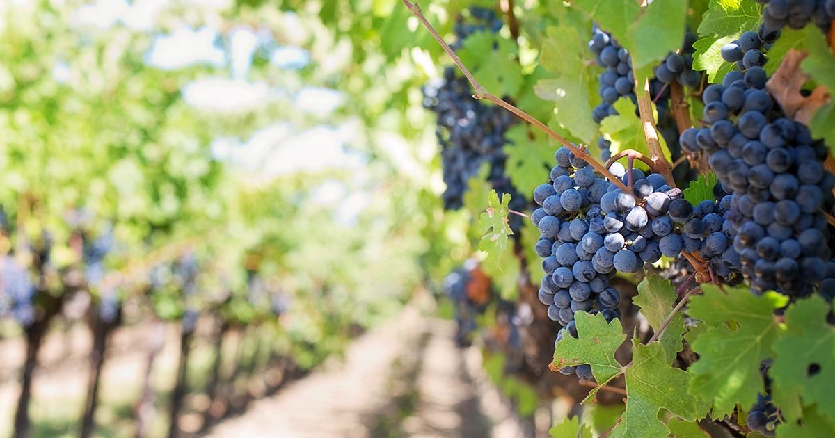 California’s Wine Industry Is Leading the Way to a Sustainable Future ...