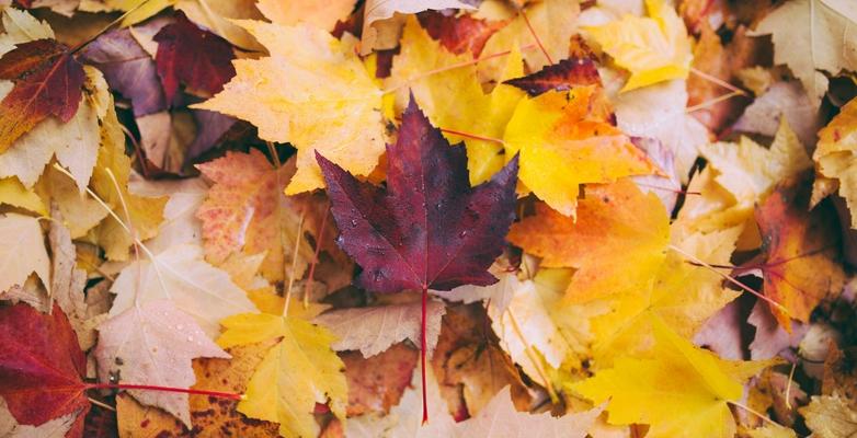 How the Climate Crisis is Impacting Fall | The Climate Reality Project